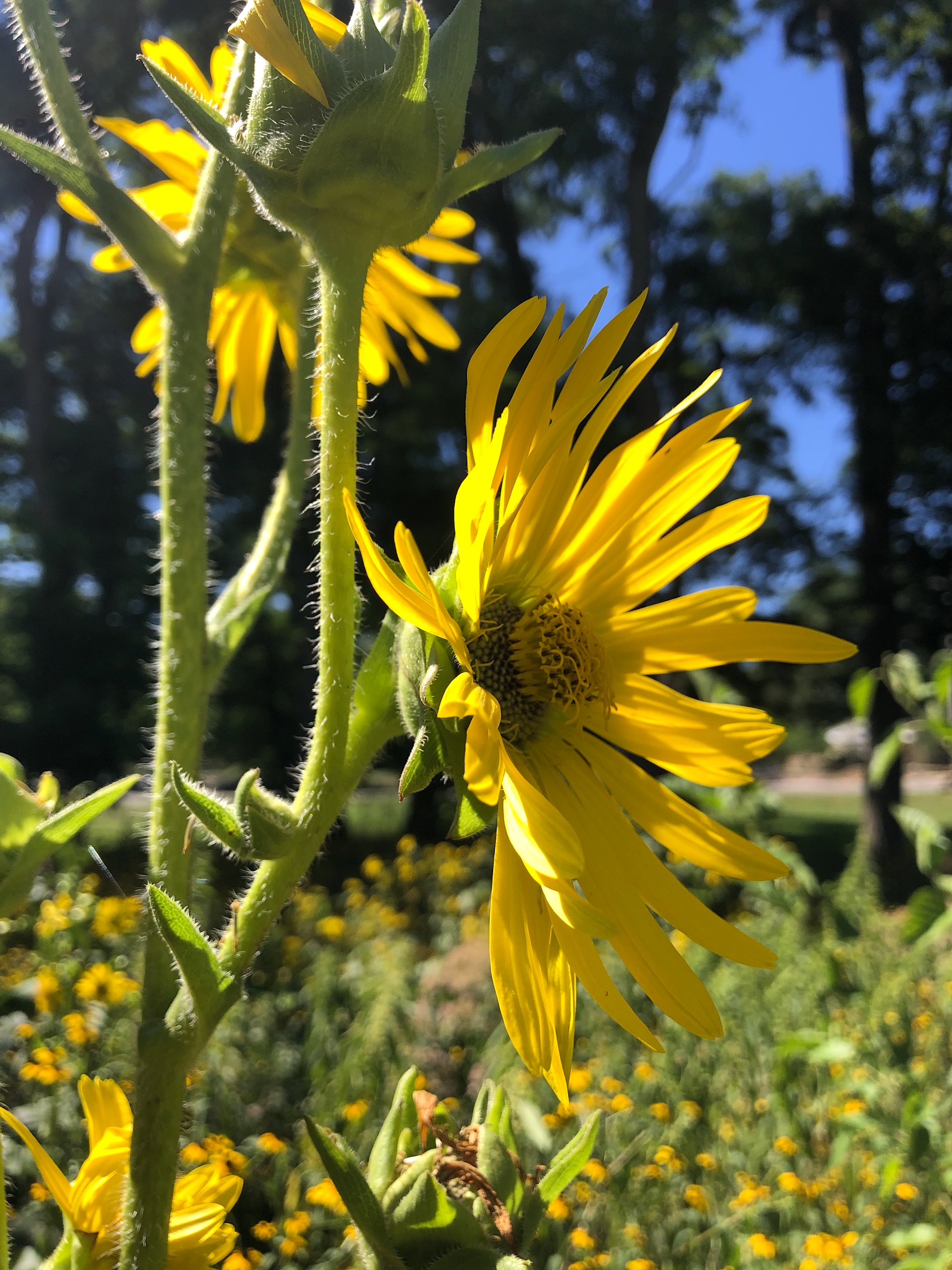 Wisconsin Wildflower Compass Plant Silphium Laciniatum Wisconsin Wildflower Compass Plant Silphium Laciniatum