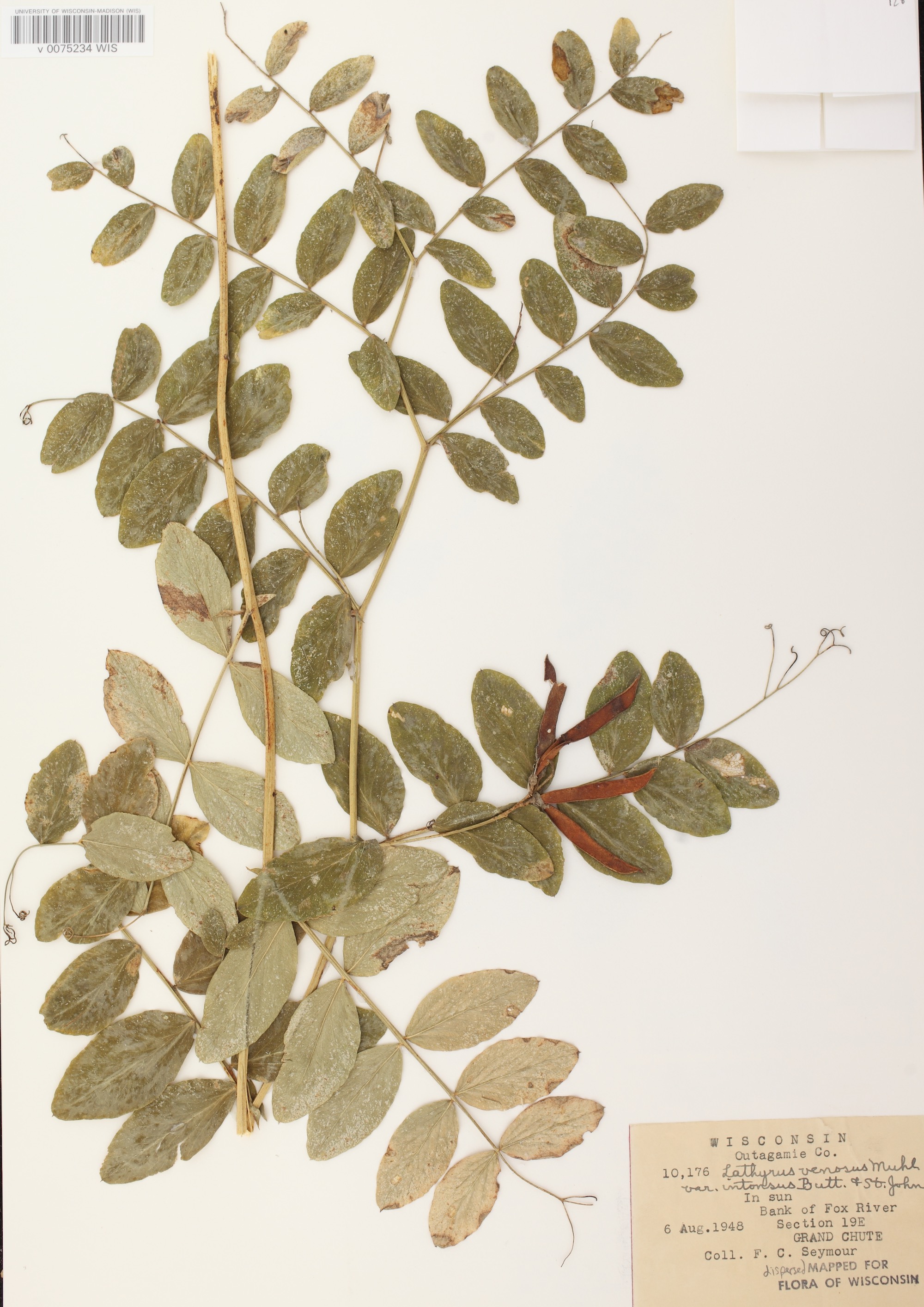 Wisconsin Wildflower | Veiny Pea | Lathyrus venosus