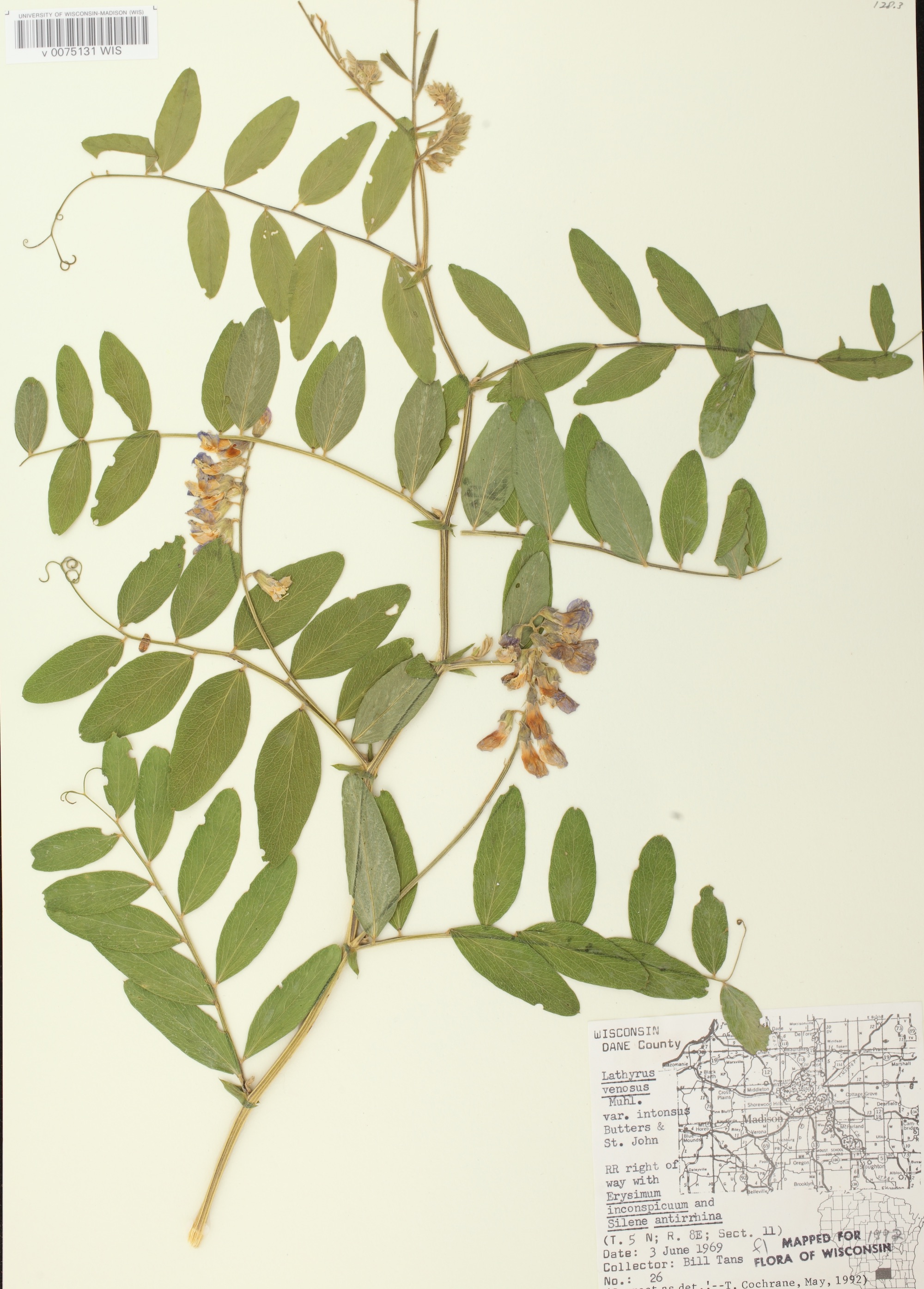 Wisconsin Wildflower | Veiny Pea | Lathyrus venosus