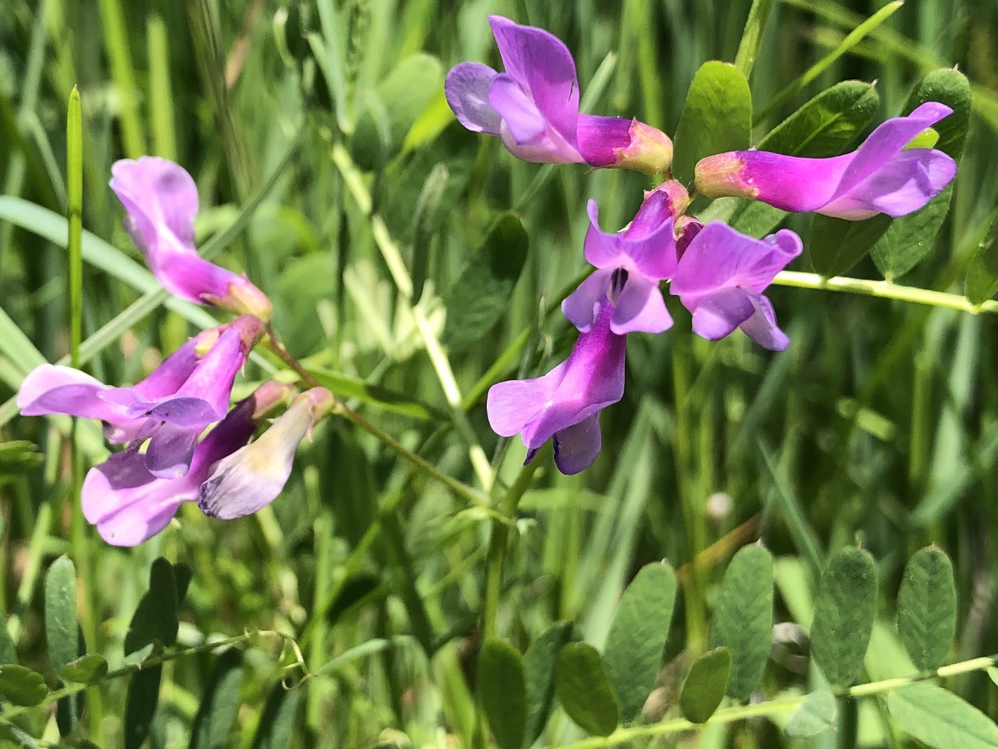 Wisconsin Wildflower American Vetch Vicia Americana Wisconsin Wildflower American Vetch Vicia Americana