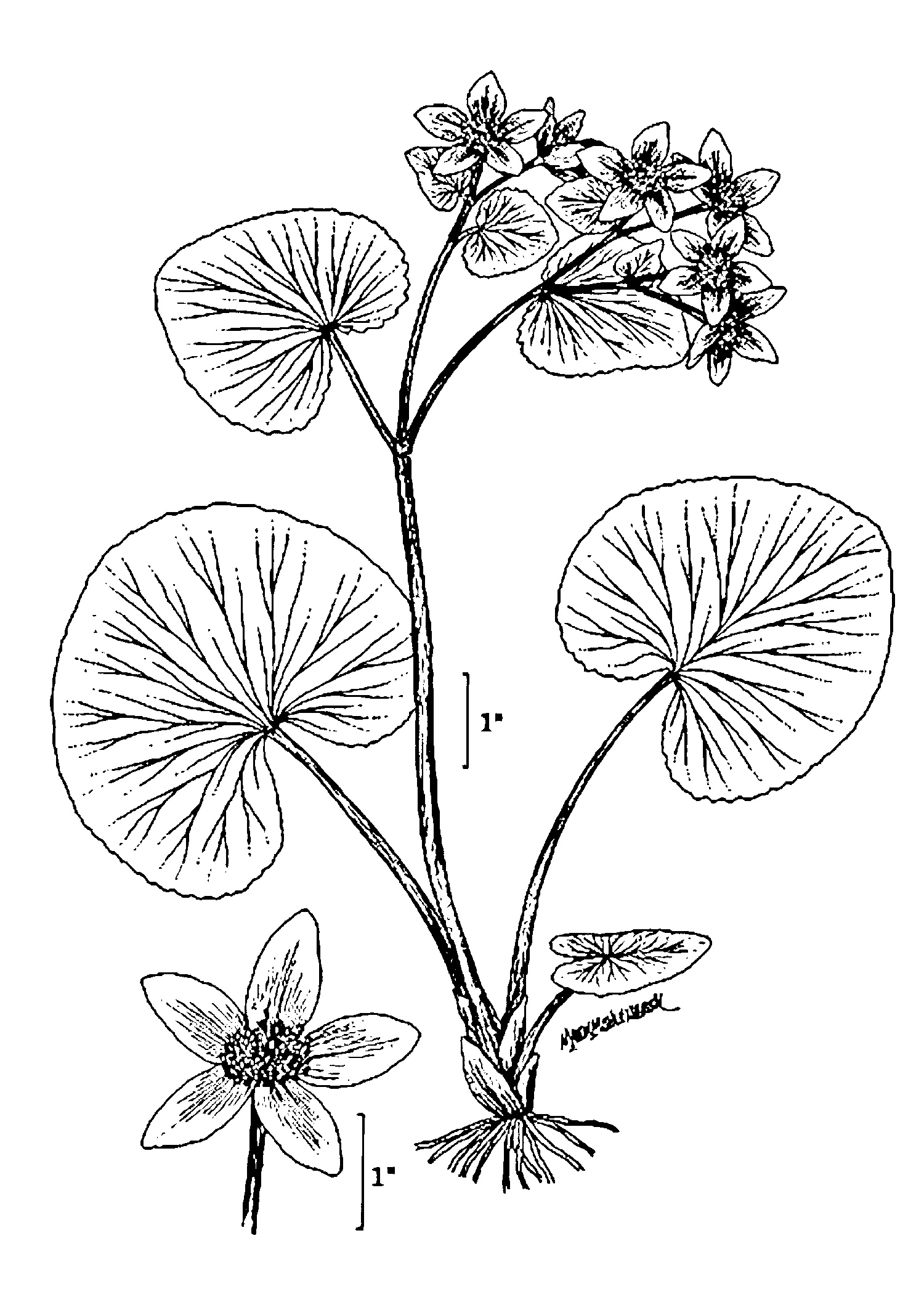 Marsh Marigold Drawing