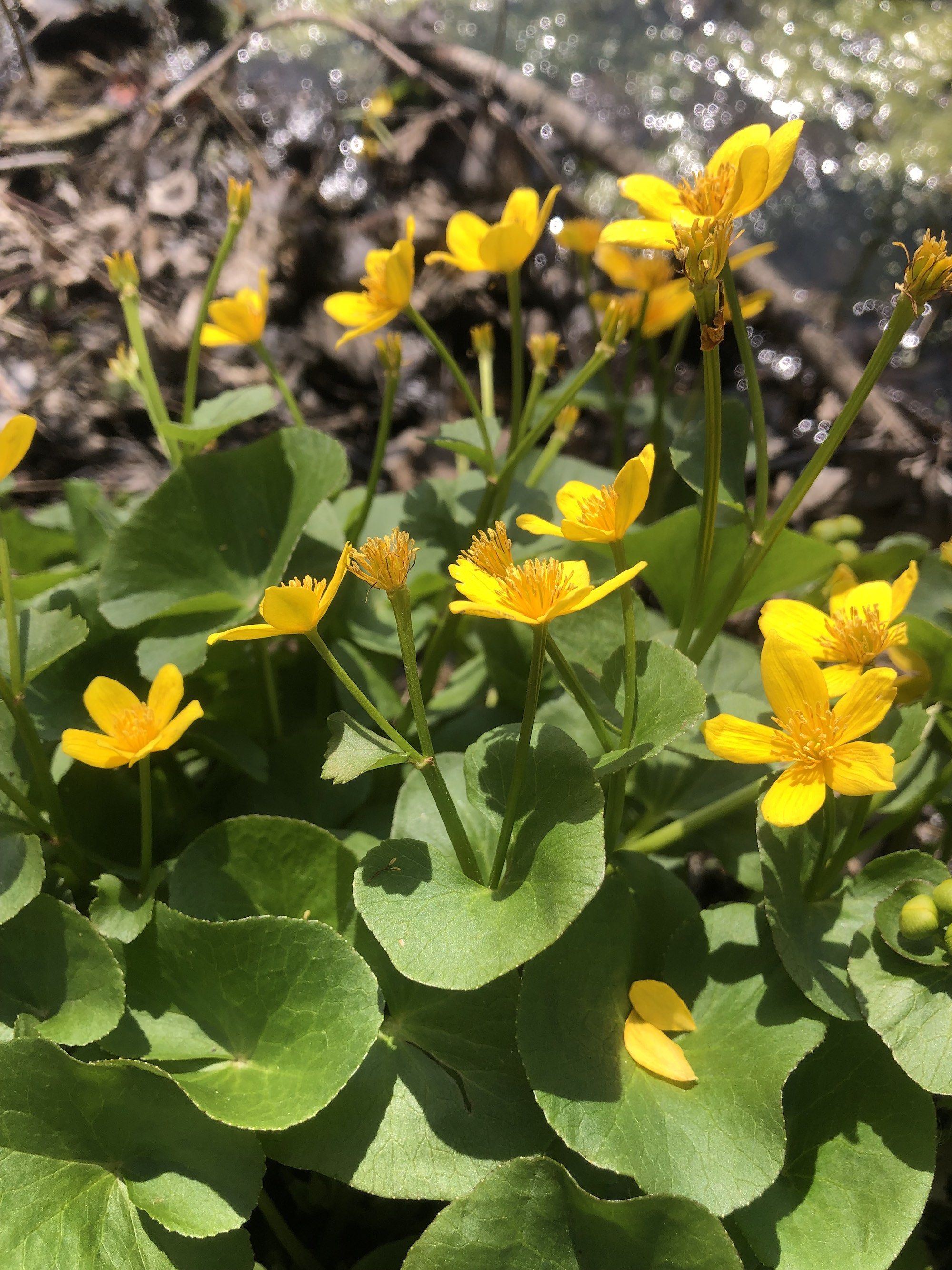 Wisconsin Wildflower | Yellow Marsh Marigold | Caltha palustris L.