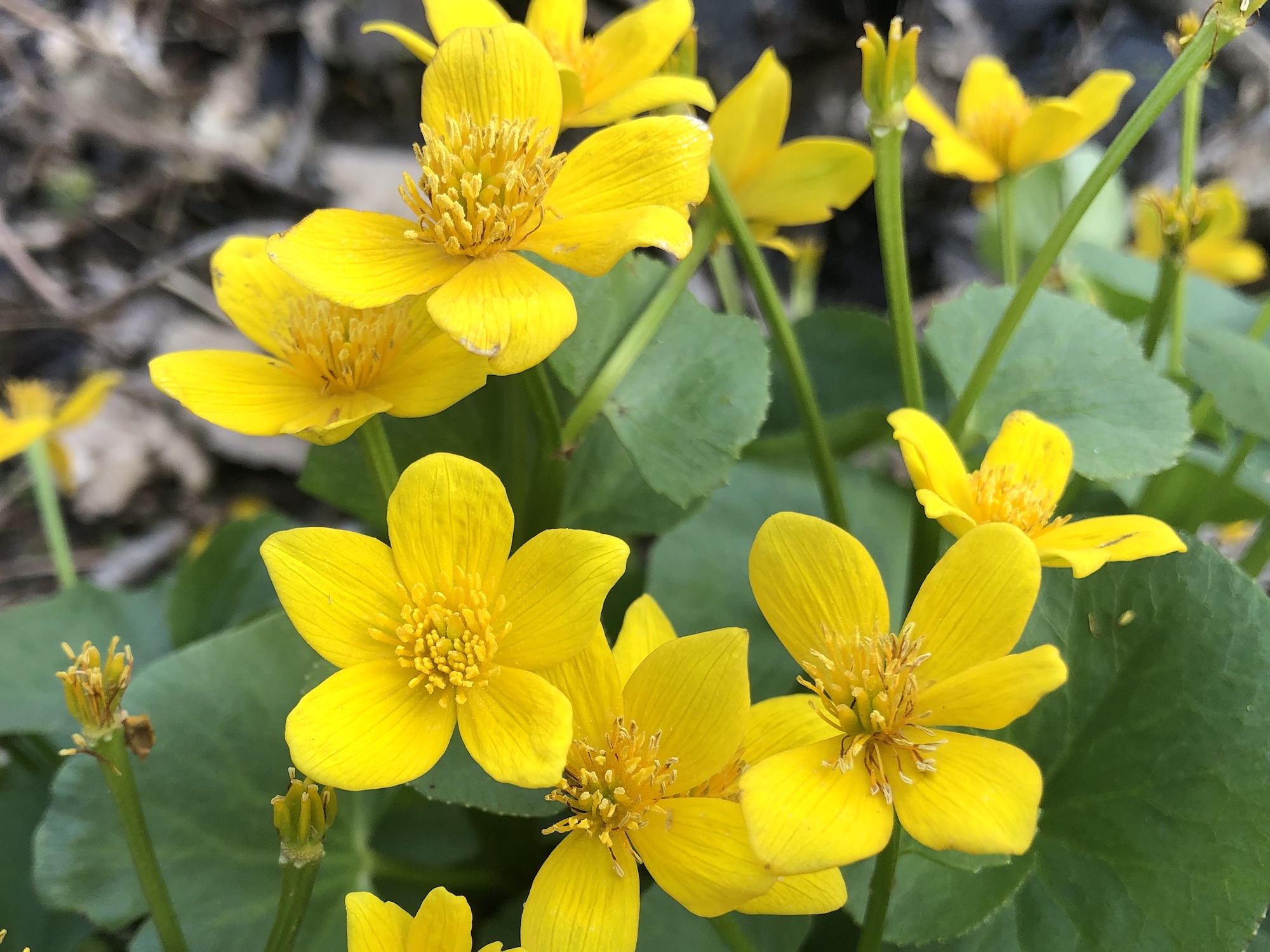 Wisconsin Wildflower | Yellow Marsh Marigold | Caltha palustris L.