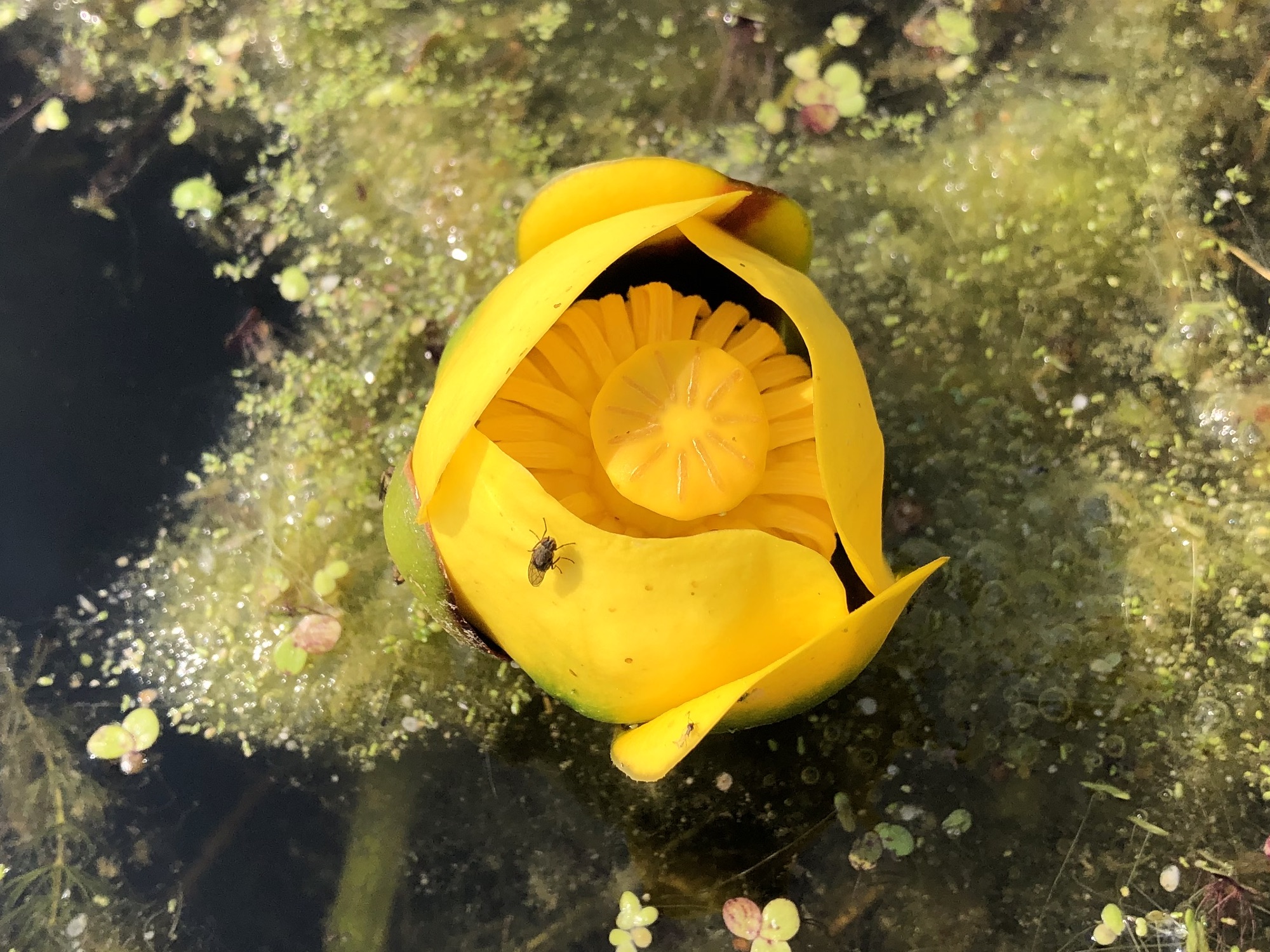 Wisconsin Wildflower | Bull-head pond-lily | Yellow pond-lily | Nuphar ...