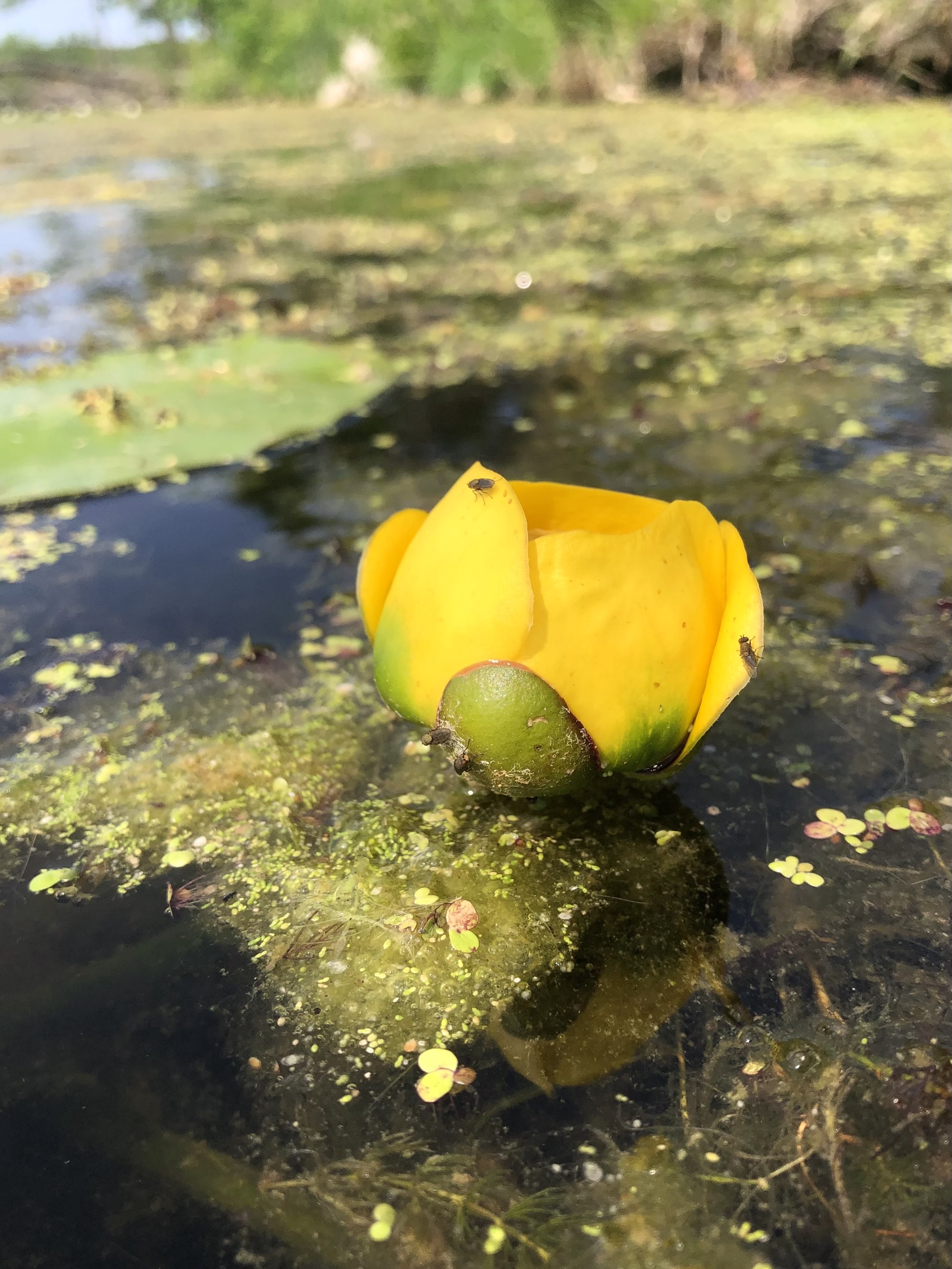 Wisconsin Wildflower | Bull-head pond-lily | Yellow pond-lily | Nuphar ...