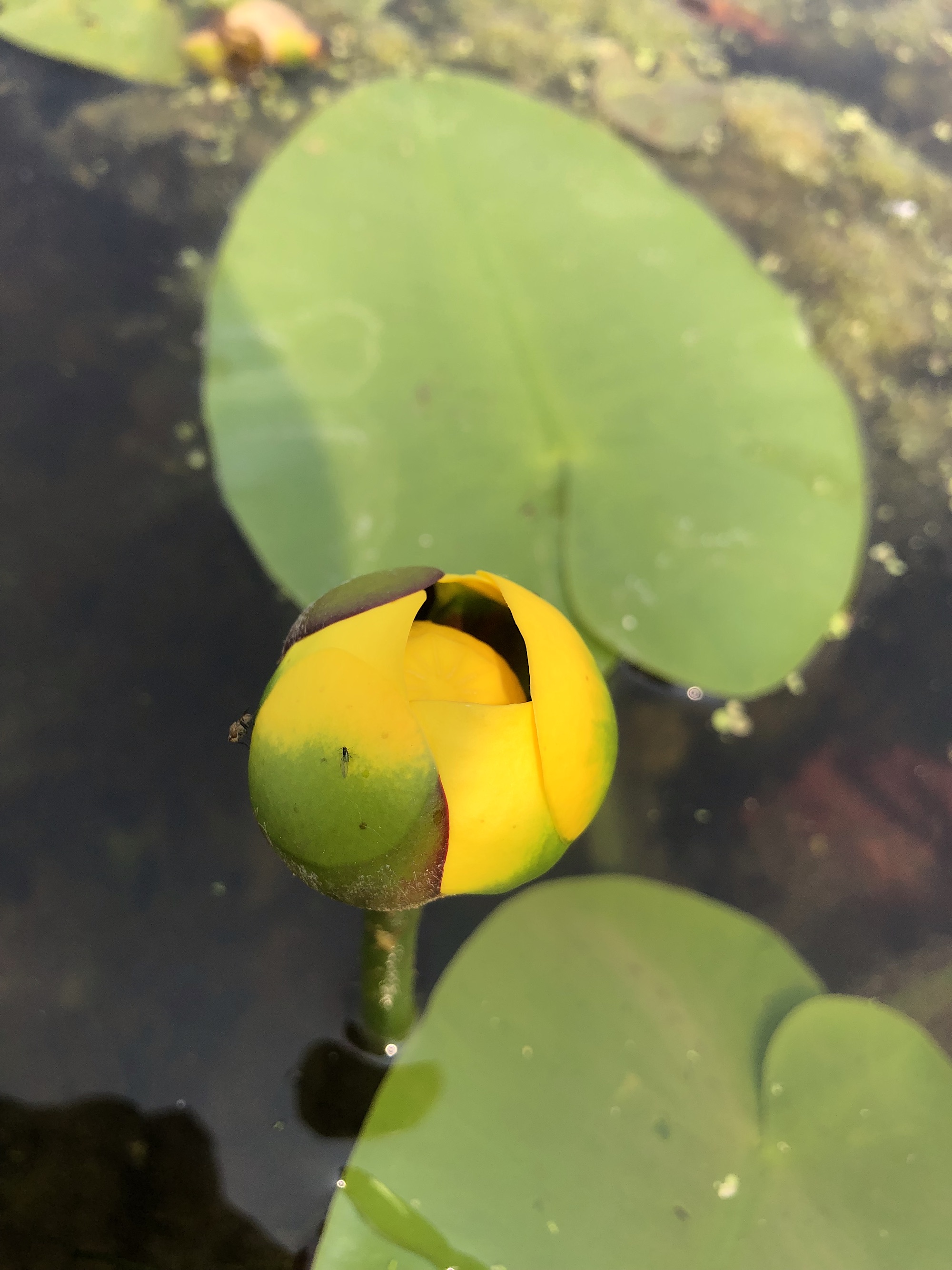 Wisconsin Wildflower | Bull-head pond-lily | Yellow pond-lily | Nuphar ...
