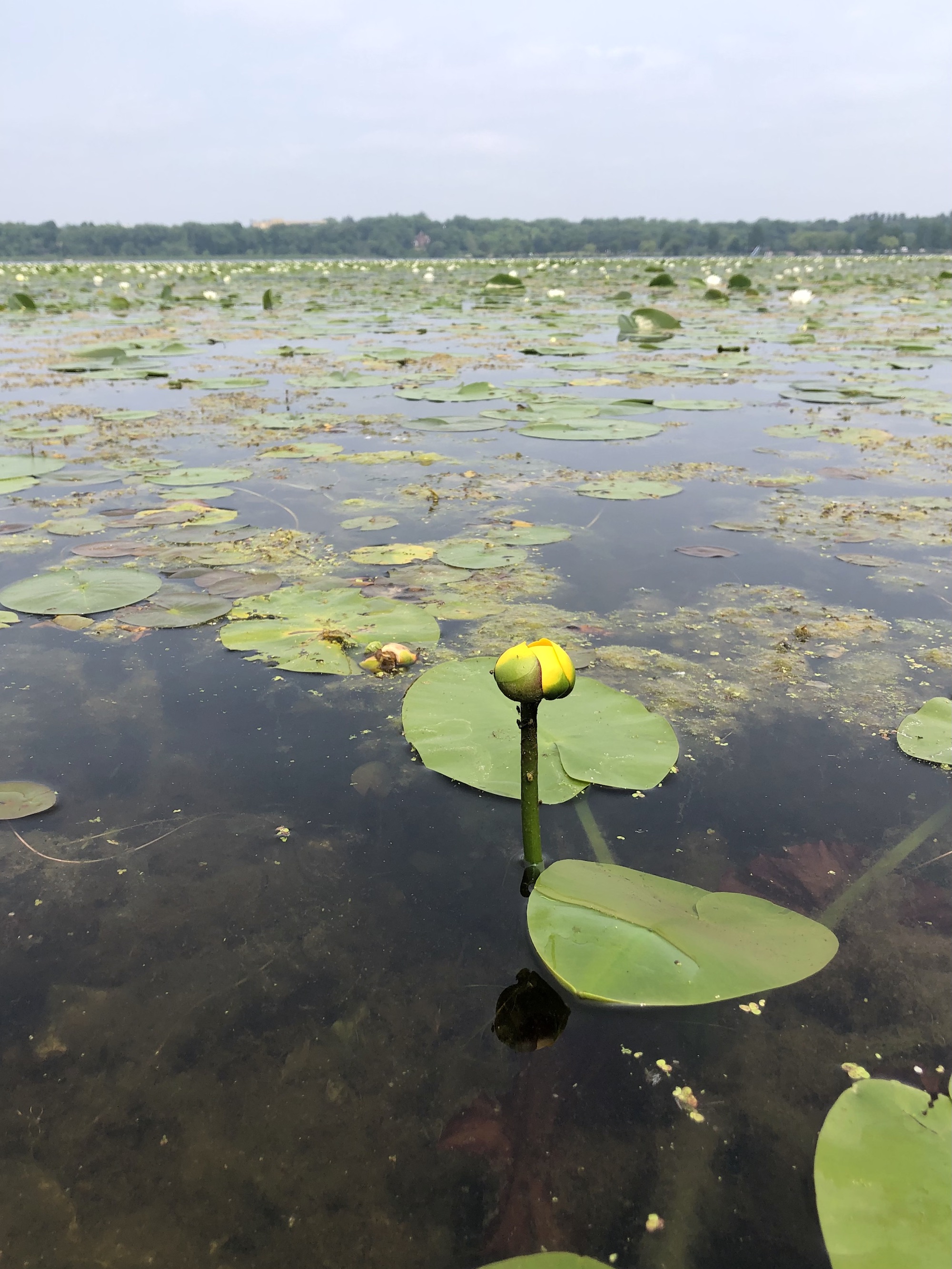 Wisconsin Wildflower | Bull-head pond-lily | Yellow pond-lily | Nuphar ...