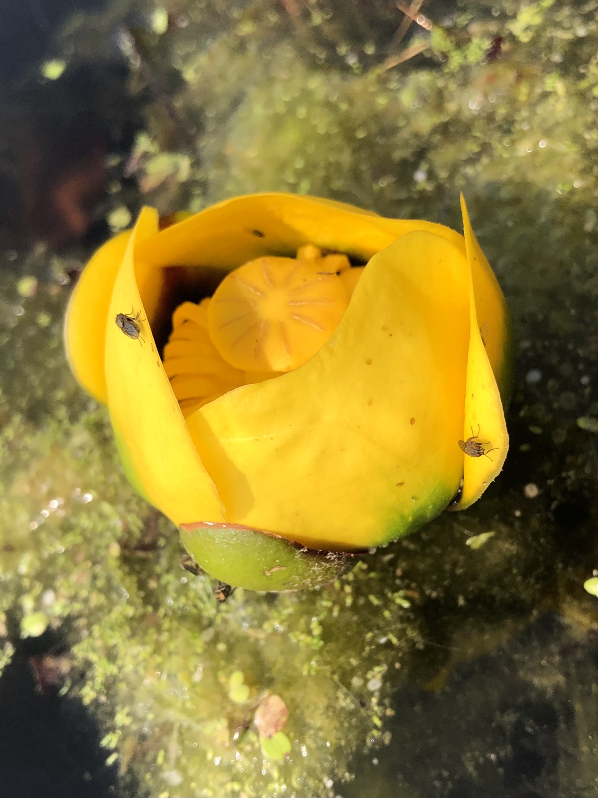 Wisconsin Wildflower | Bull-head pond-lily | Yellow pond-lily | Nuphar ...