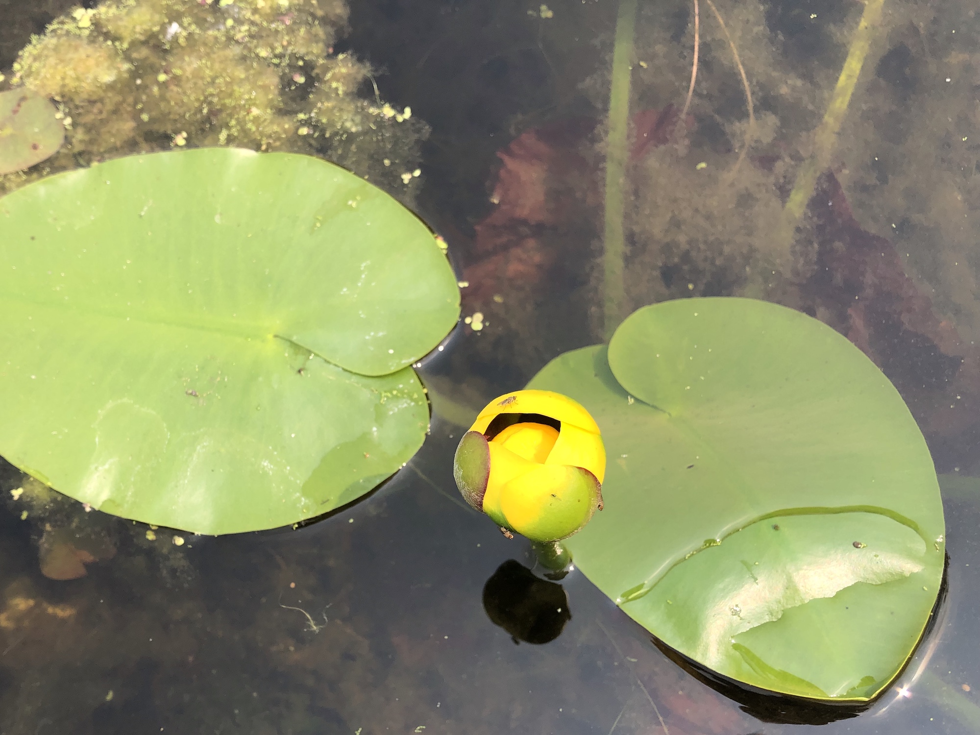 Wisconsin Wildflower | Bull-head pond-lily | Yellow pond-lily | Nuphar ...