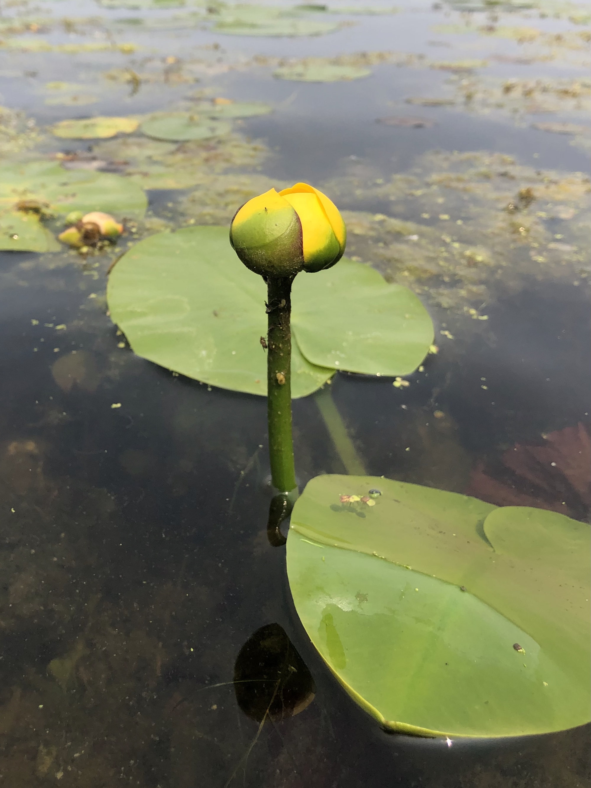 Wisconsin Wildflower | Bull-head pond-lily | Yellow pond-lily | Nuphar ...
