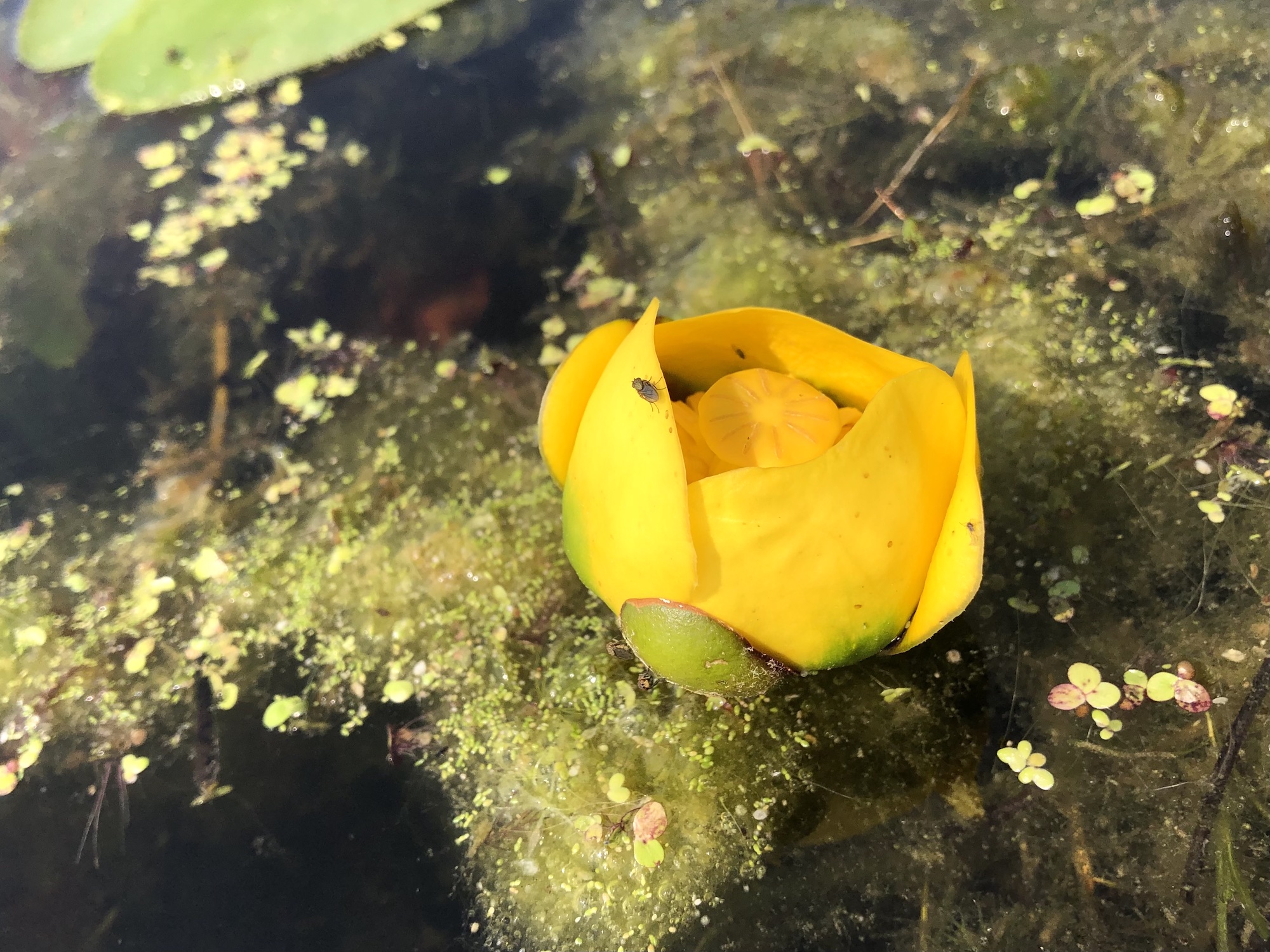 Wisconsin Wildflower | Bull-head pond-lily | Yellow pond-lily | Nuphar ...