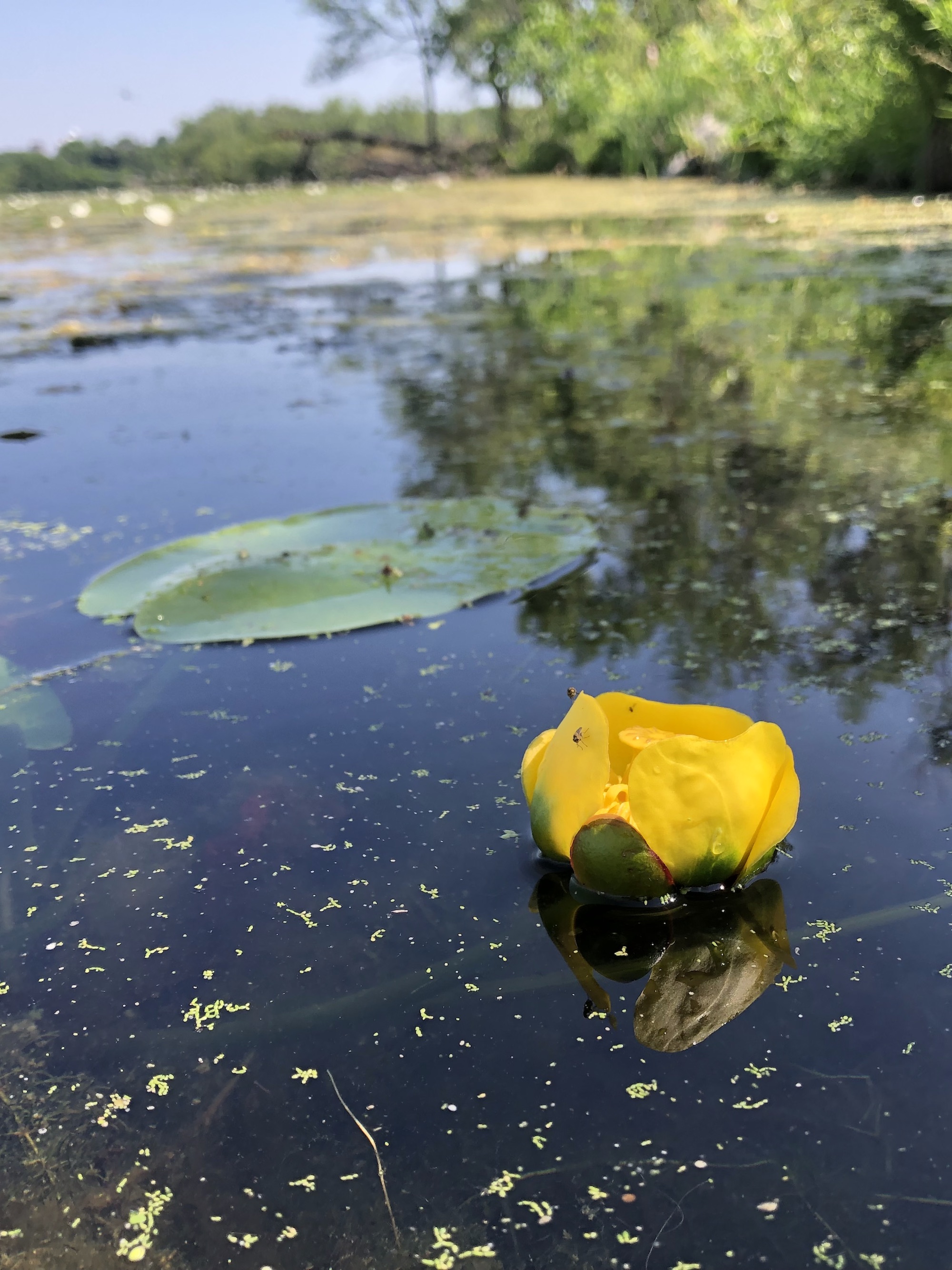 Wisconsin Wildflower | Bull-head pond-lily | Yellow pond-lily | Nuphar ...