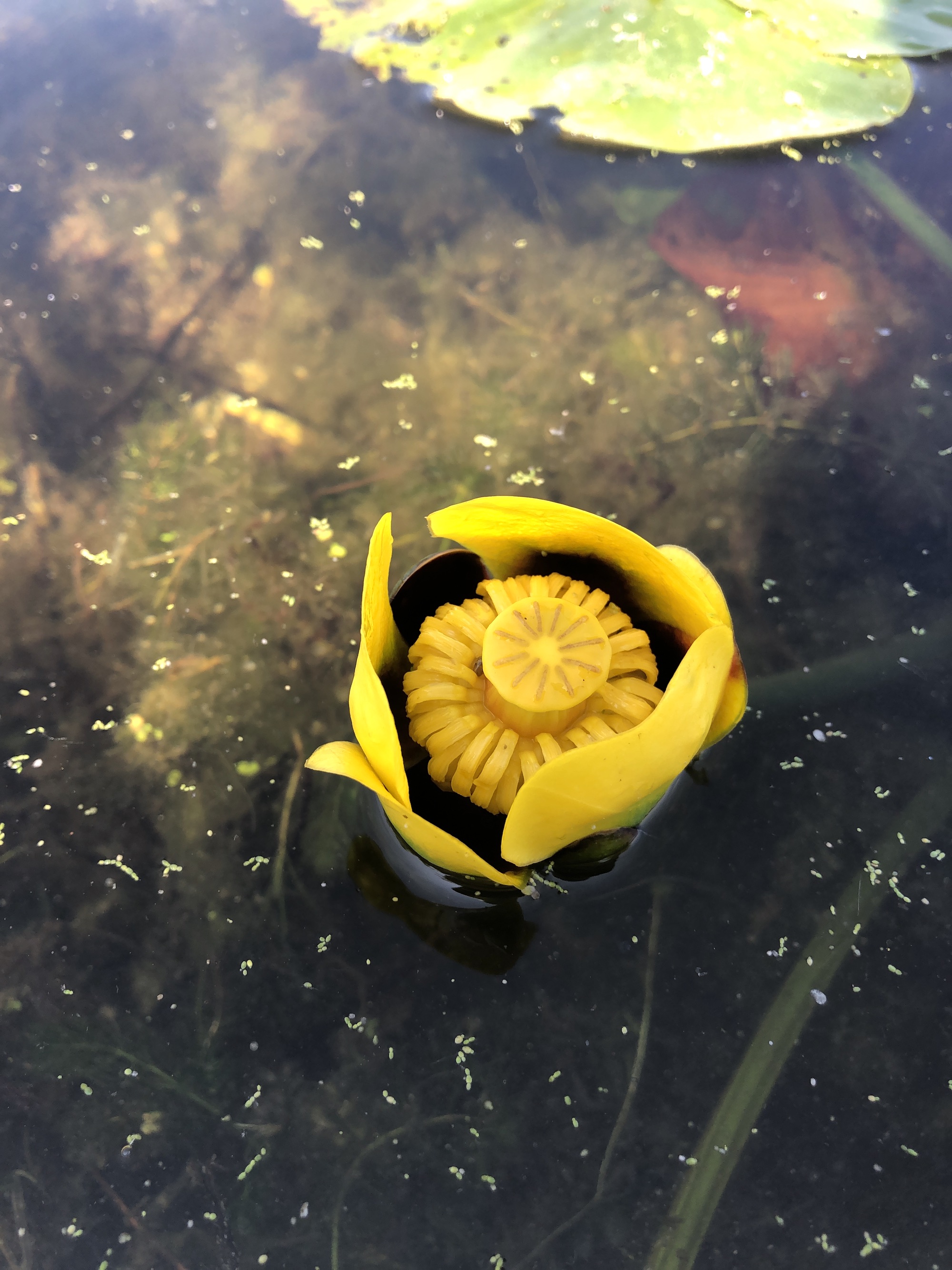 Wisconsin Wildflower | Bull-head pond-lily | Yellow pond-lily | Nuphar ...