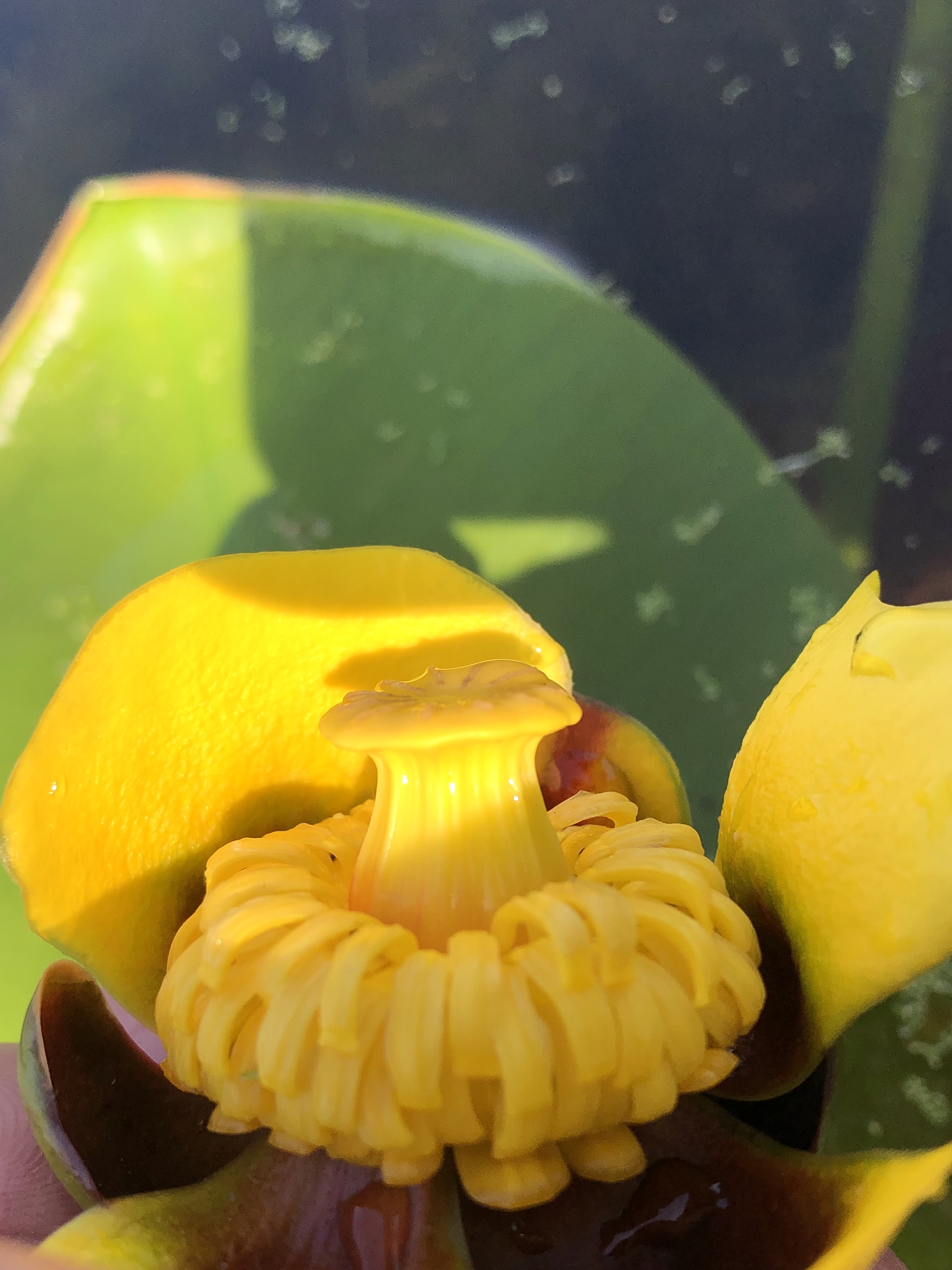 Wisconsin Wildflower | Bull-head pond-lily | Yellow pond-lily | Nuphar ...