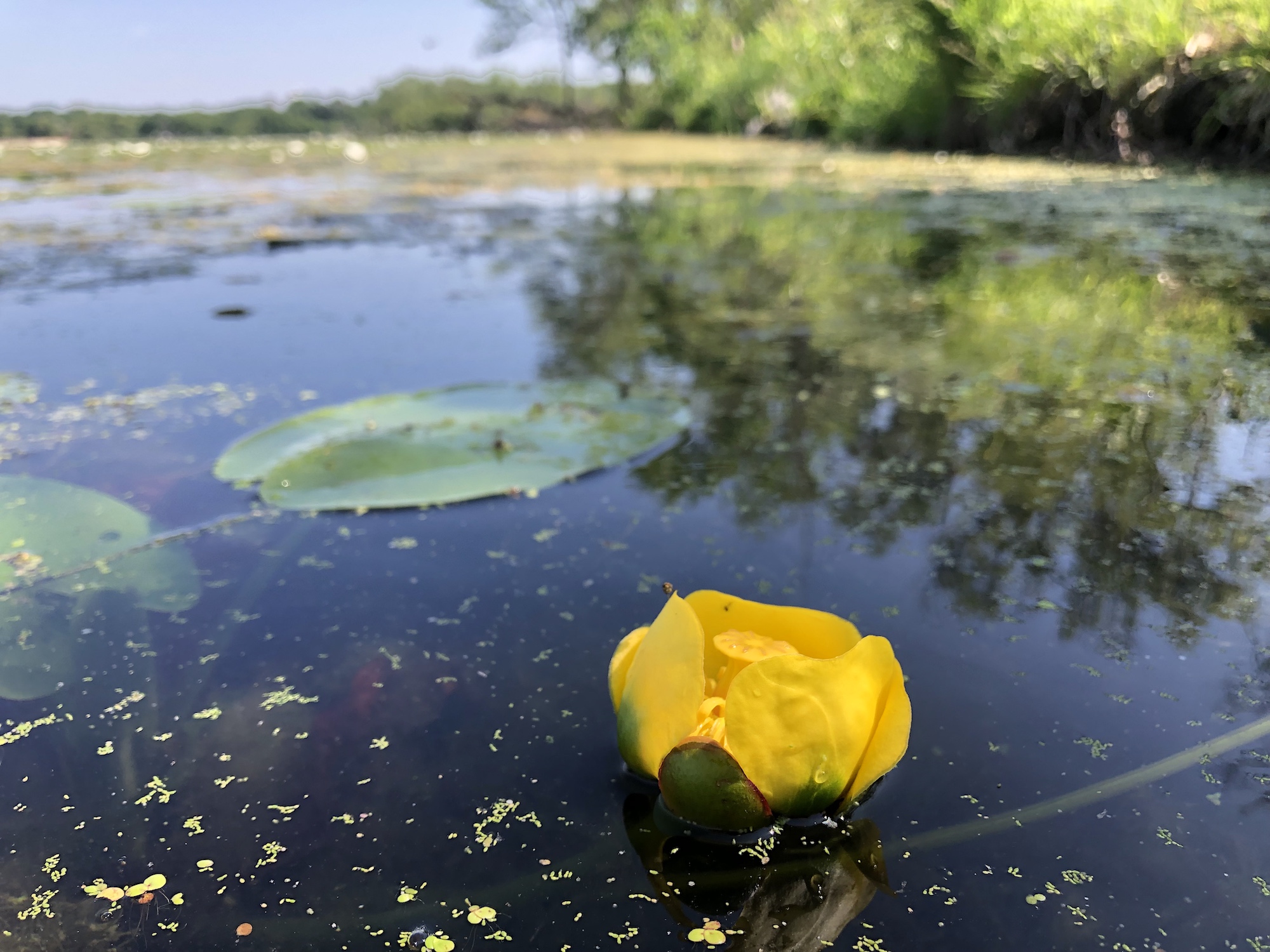 Wisconsin Wildflower | Bull-head pond-lily | Yellow pond-lily | Nuphar ...