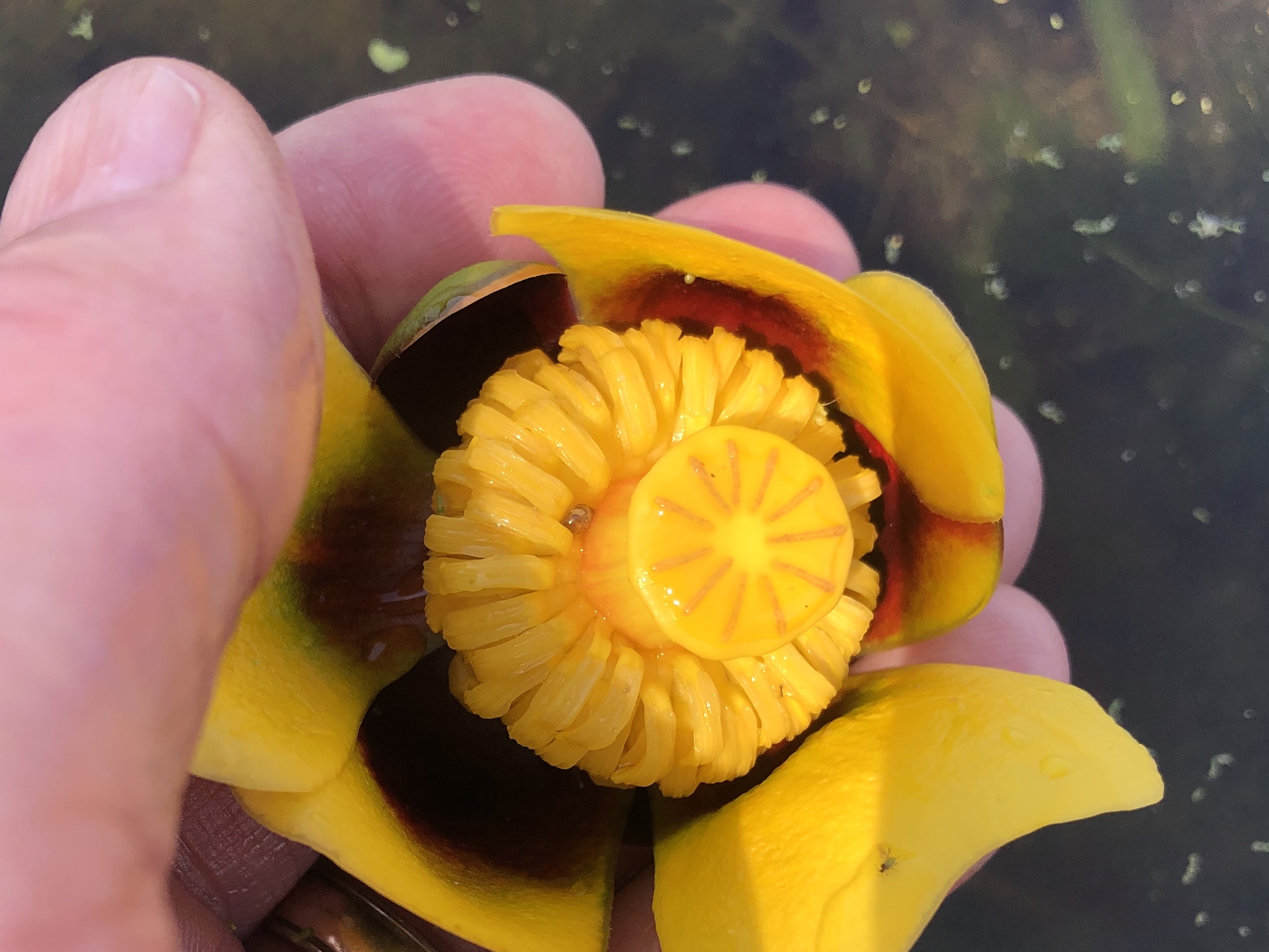 Wisconsin Wildflower | Bull-head pond-lily | Yellow pond-lily | Nuphar ...