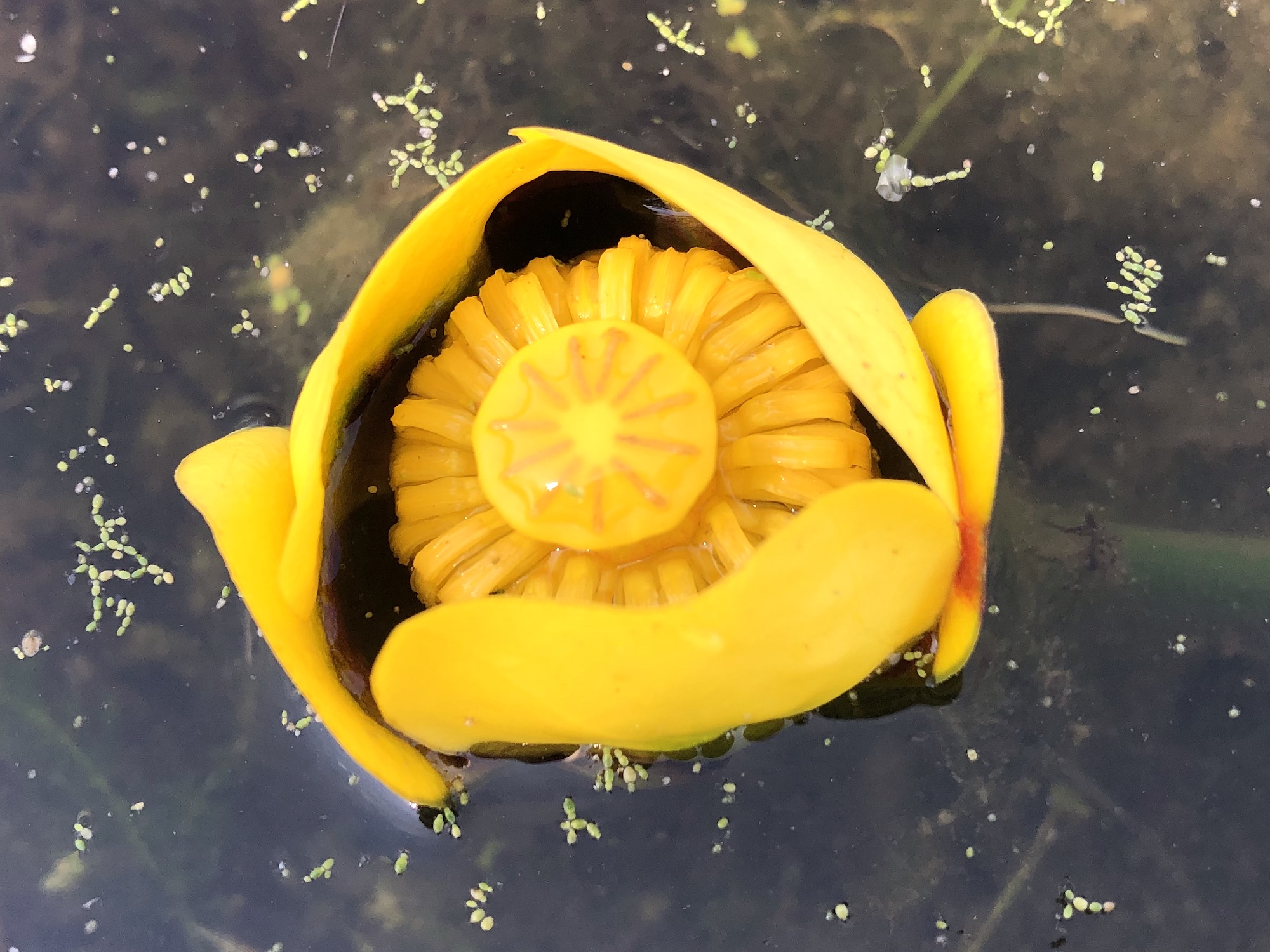 Wisconsin Wildflower | Bull-head pond-lily | Yellow pond-lily | Nuphar ...