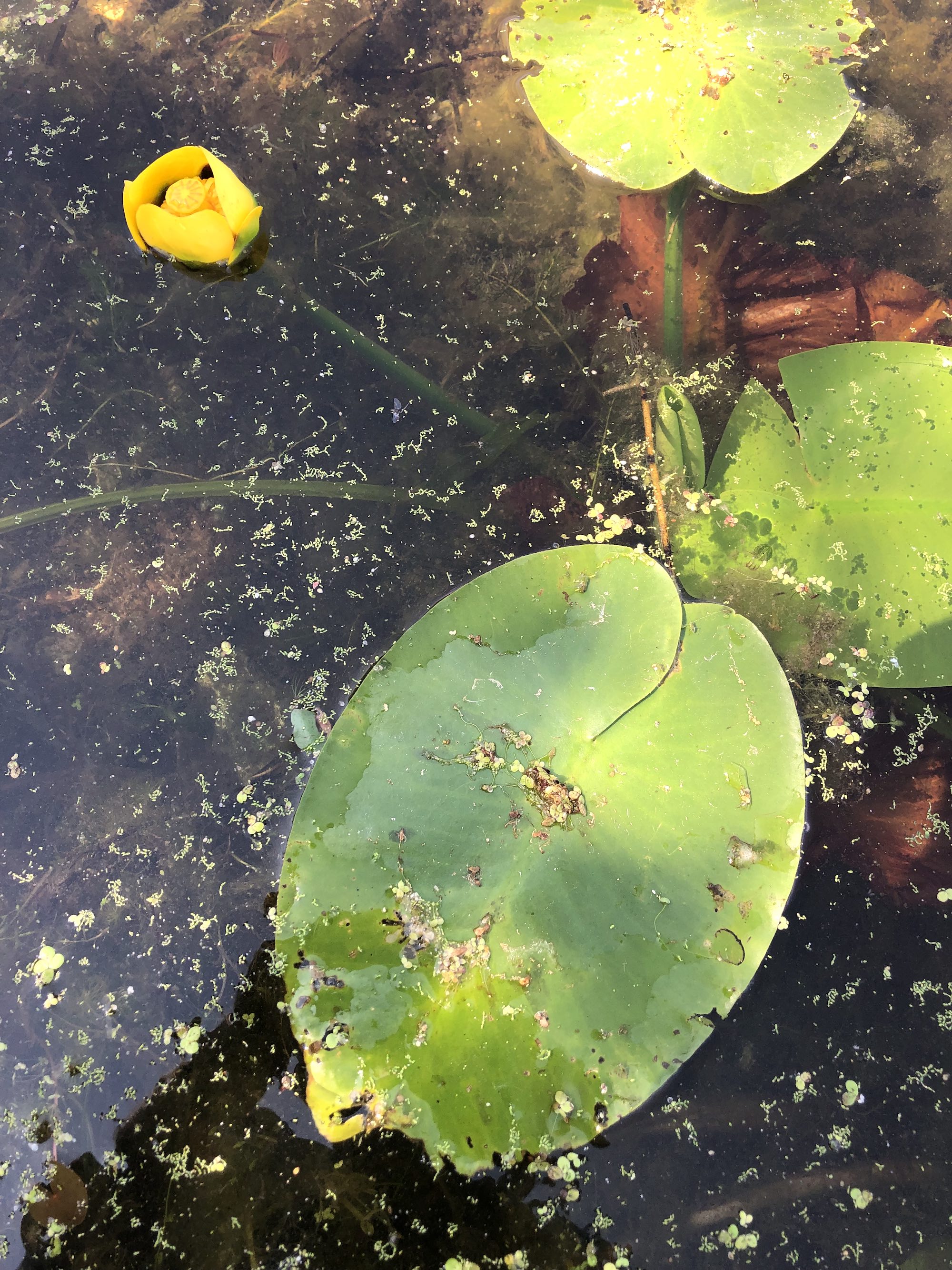 Wisconsin Wildflower | Bull-head pond-lily | Yellow pond-lily | Nuphar ...