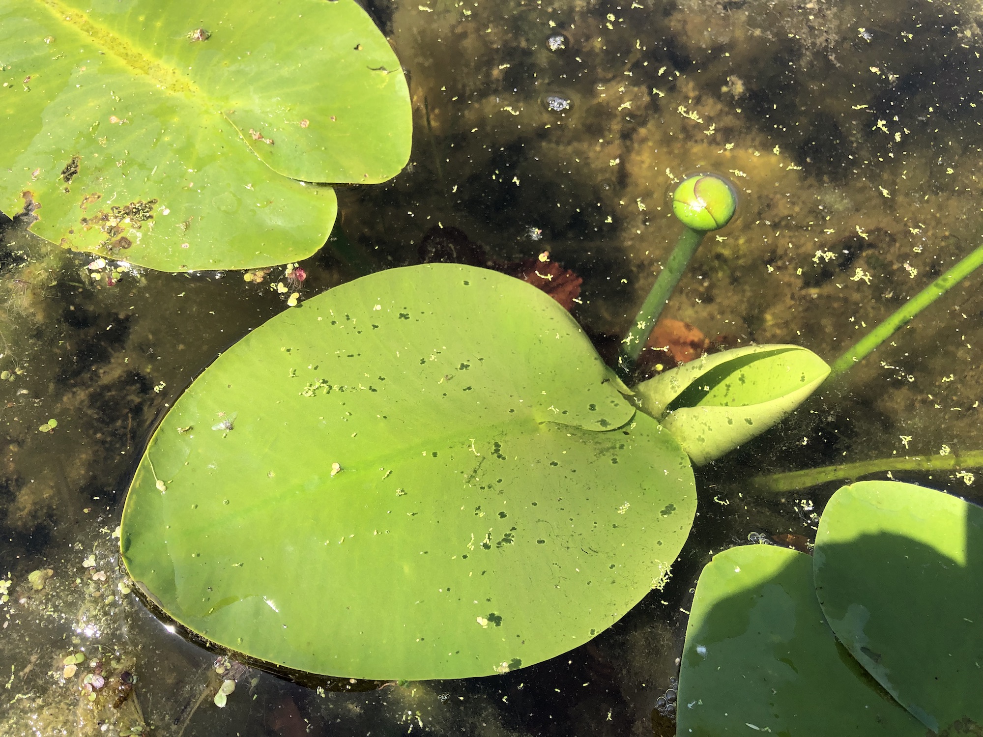 Wisconsin Wildflower | Bull-head pond-lily | Yellow pond-lily | Nuphar ...